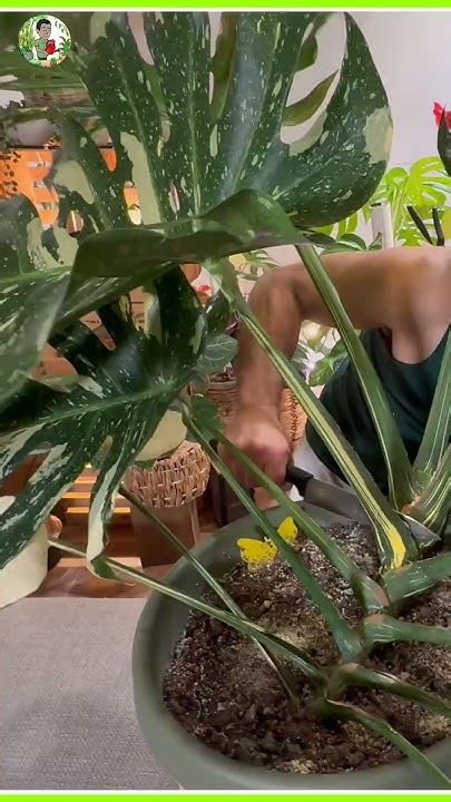 How To Propagate A Monstera Thai Constellation Youtube