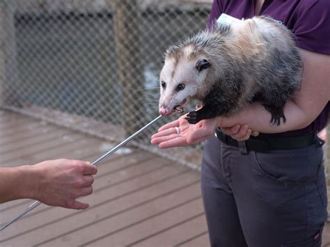 How The San Antonio Zoos Cockroach Fundraiser Went Viral
