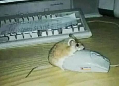 Best Funny Mouse Memes 9gag