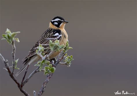 Smiths Longspur Alaska Bird Images From Foreign Trips Gallery