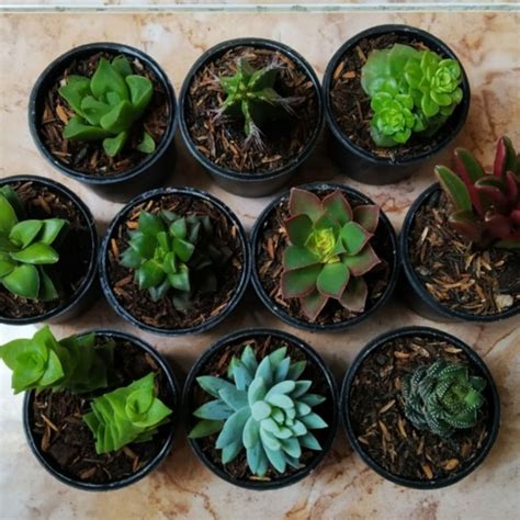 Paket Tanaman Sukulen Mini Plus Media Dan Pot Lazada Indonesia
