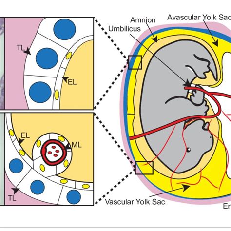 Tammar Placental Structure Schematic Of A Day 24 Tammar Conceptus