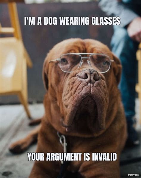 Best 10 Hilarious Dog With Glasses Memes That Will Make You Laugh