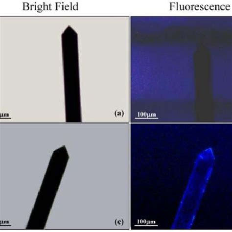 Conversion Of Hpp To Homogentisate Catalyzed By Hppd Enzyme Depicted