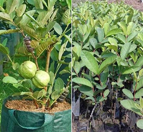 Growing Guava In Pots From Seeds And Cuttings Gardening Tips