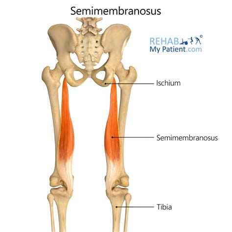 Semimembranosus Rehab My Patient