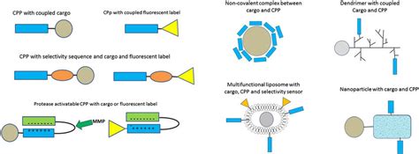 Assembly Of Complex Cell Penetrating Peptide Cpp Structures Cargo