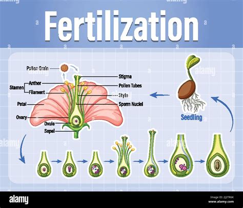 Pollination Cycle Diagram