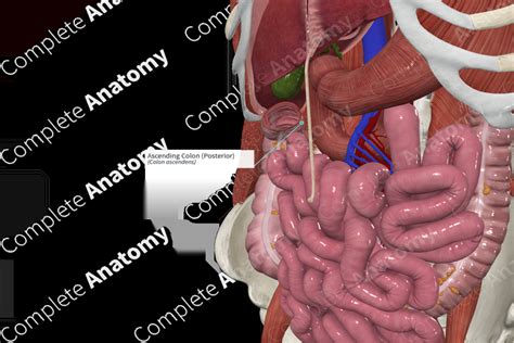 Ascending Colon Posterior Complete Anatomy