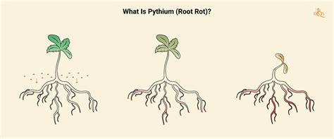 How To Deal With Pythium Root Rot In Cannabis Plants RQS Blog