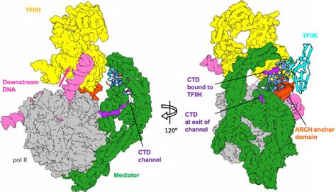 Model Of Tfiik And Ctd In The Preinitiation Mediator Complex Proposed