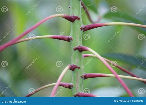 Cassava Stems Royalty Free Stock Image 33207712