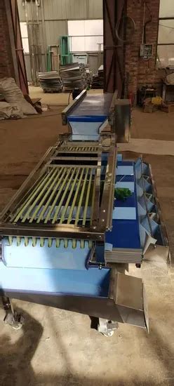 sweet potatoes vegetable sorting grading classifying machine line