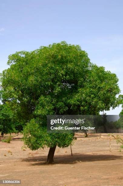 Shea Tree Photos And Premium High Res Pictures Getty Images