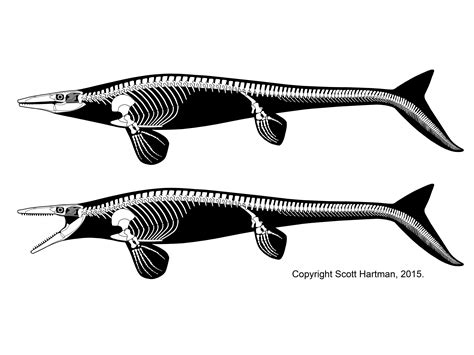 Non Dinosaursdr Scott Hartmans Skeletal