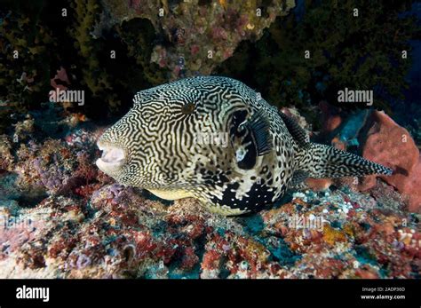 Map Pufferfish Arothron Mappa The Body Of This Pufferfish Contains
