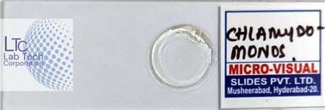 Permanent Slides Ms Lab Tech Corporation