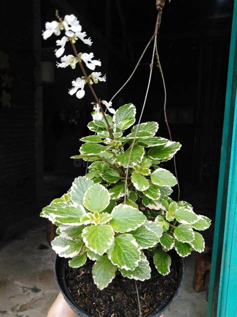 Bunga Pot Stock Photo Image Of Blossom Leaf Java 263703428