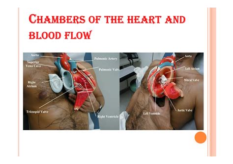 Assessment Of Cardiovascular System Pdf