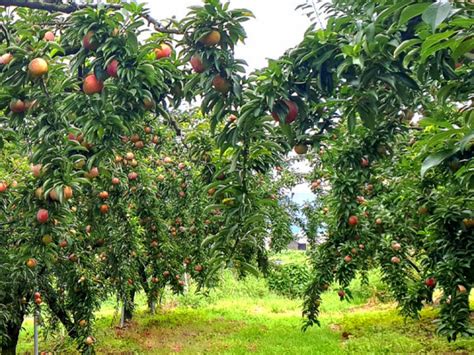 자두나무 신품종 퍼플퀸 자두 묘목 3년생 결실주
