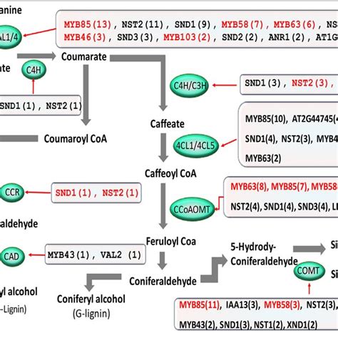 Identified Combinatorial Tfs Are Depicted In The Pathway Diagram Of Download Scientific Diagram