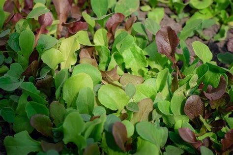The Backroad Life Tips For Growing Lettuce