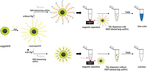 Dna Aptamer Immobilized Magnetic Nanoparticle Having High Selectivity Visual Detection And