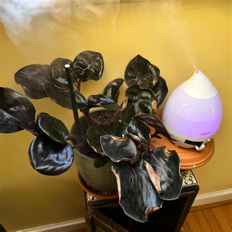 Keep Your Jungle Diva Roxie Alive Light Water And Care Instructions