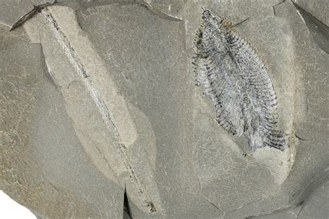 44 Plate Of Ordovician Graptolite Fossils Fillmore Formation Utah 44 Plate Of Ordovician Graptolite Fossils Fillmore Formation Utah