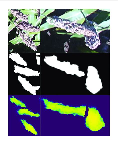 Sample Images Showing The Minimization Of Errors In Sorghum Panicle