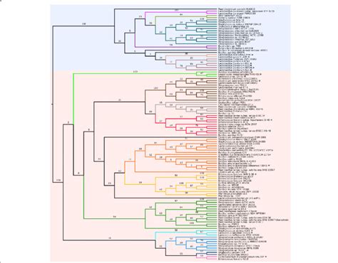 Phylogenetic Tree Showing The Subfamilies Of Circular Experimentally Download Scientific