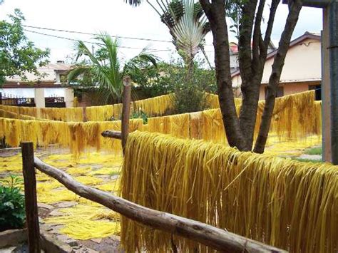 Raphia Regalis Palmpedia Palm Growers Guide