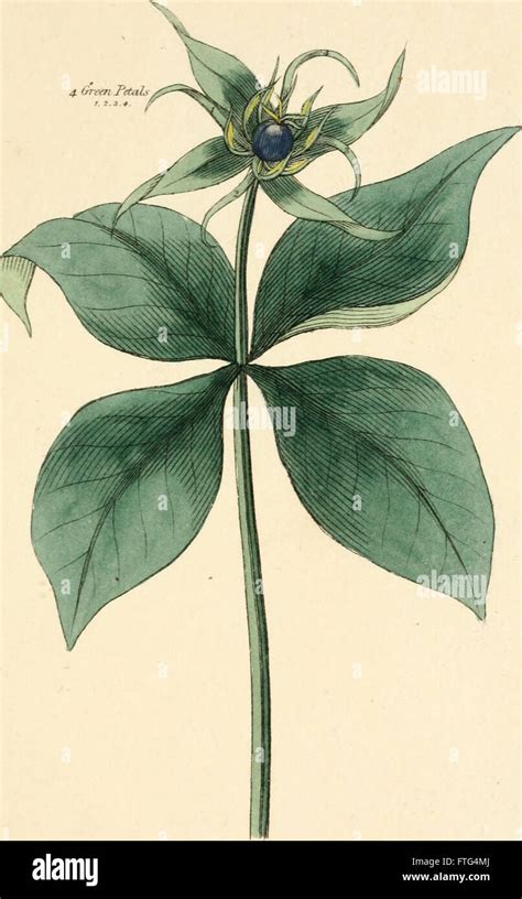 Elements Of The Science Of Botany 1812 Based On Linnaeus Classification System Outlines The