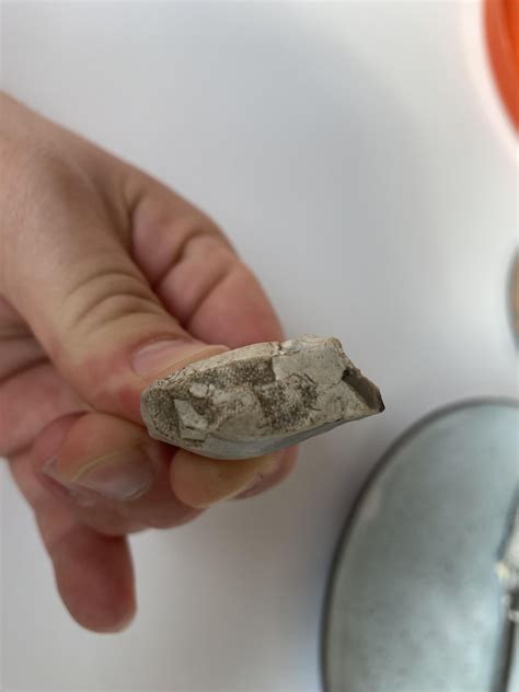 Fossilized Tooth Any Clue What It Could Be [found In Forest Next To Beach On The East Coast