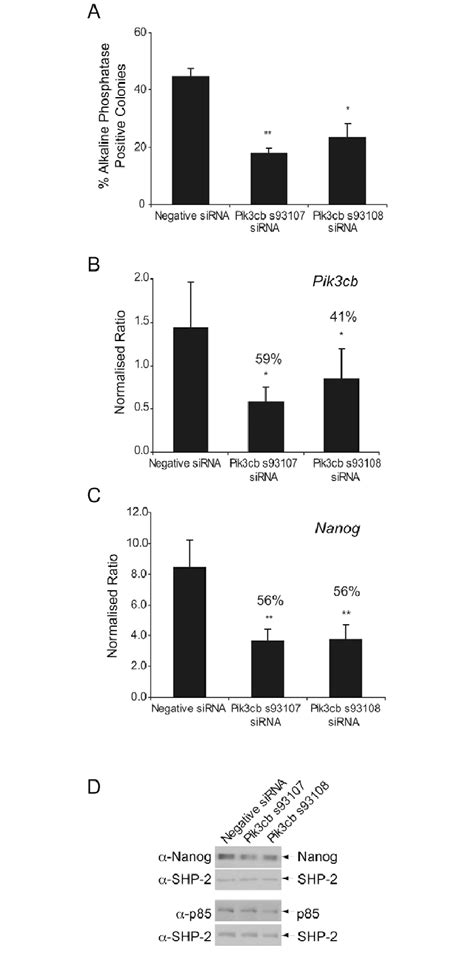 sirna mediated knockdown of p110β expression reduces selfrenewal mescs