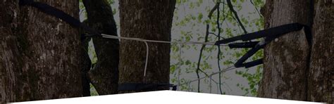 Tree Cabling Services In Ottawa Croft Tree Experts