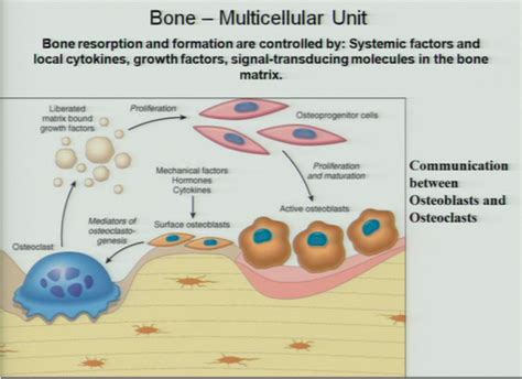 5 Bone Biology 4bone Adaptation 6 Bone Development And Mod 7 Medicolegal Significance