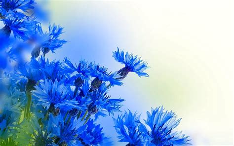 Гарне тло для презентації картинки та фото 70 шт