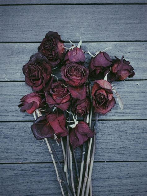 Dead Roses Wallpapers Wallpaper Cave