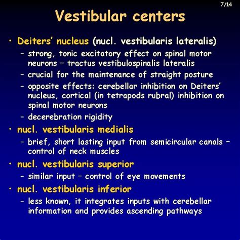 Auditory And Vestibular System Sensory Organs On The