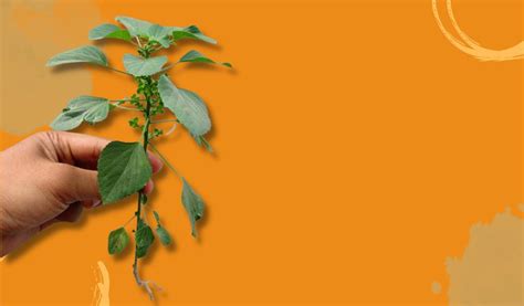 5 Manfaat Daun Tanaman Anting Anting Dan Cara Meraciknya