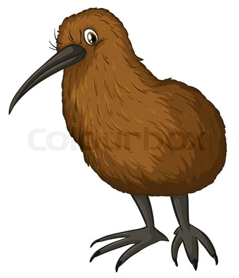 Kiwi Fugl Tegning