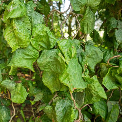 Ormhassel Buskar Trädgårdsväxter Cramers Fi