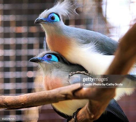 Coua Photos And Premium High Res Pictures Getty Images