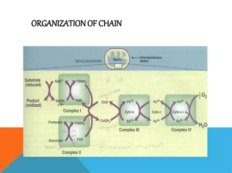 Biological Oxidation And Reduction Pptx