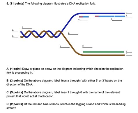 Solved 5 11 Points The Following Diagram Illustrates A Dna Replication Fork A 1 Point