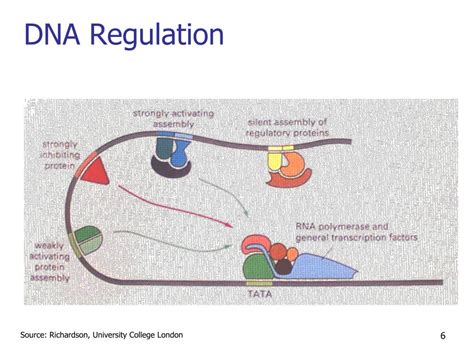 Ppt Regulatory Motif Finding Powerpoint Presentation Free Download