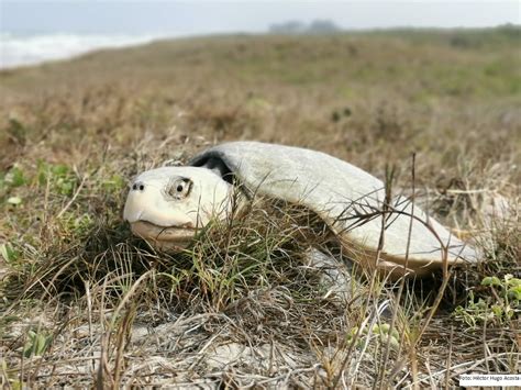 Se Actualiza El Programa Nacional Para La Conservación De Tortugas