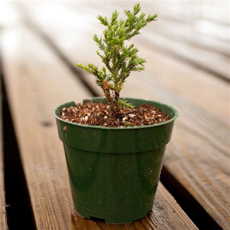 Juniper Shrub Seedlings Creeping Juniper Plant Britannica