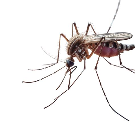 모기가 투명하게 있는 3d 매크로 배경 모기가 있는 3차원 매크로 배경 투명한 배경 모기 Png 일러스트 및 이미지 에 대한 무료 다운로드 Pngtree